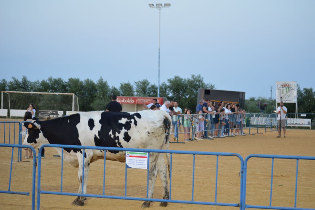 La II Fiesta Caca de la Vaca de Cañada se supera en participación ...